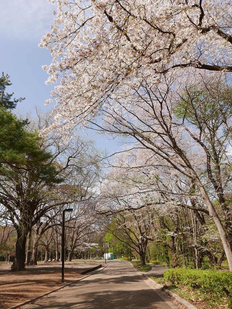 Tokyo must-see sakura spots | Japanese Daily Life